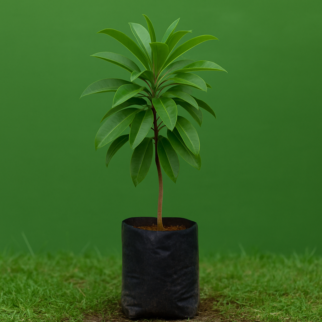 Kalapatti Sapota (Chikoo) – A Premium Grafted Fruit Plant for Home Gar ...