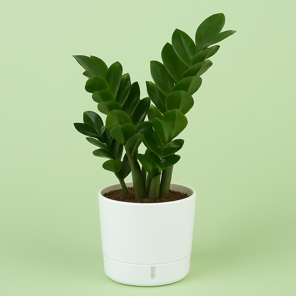 Zenzi Dwarf ZZ Plant – The Ultimate Low-Maintenance Indoor Beauty for ...