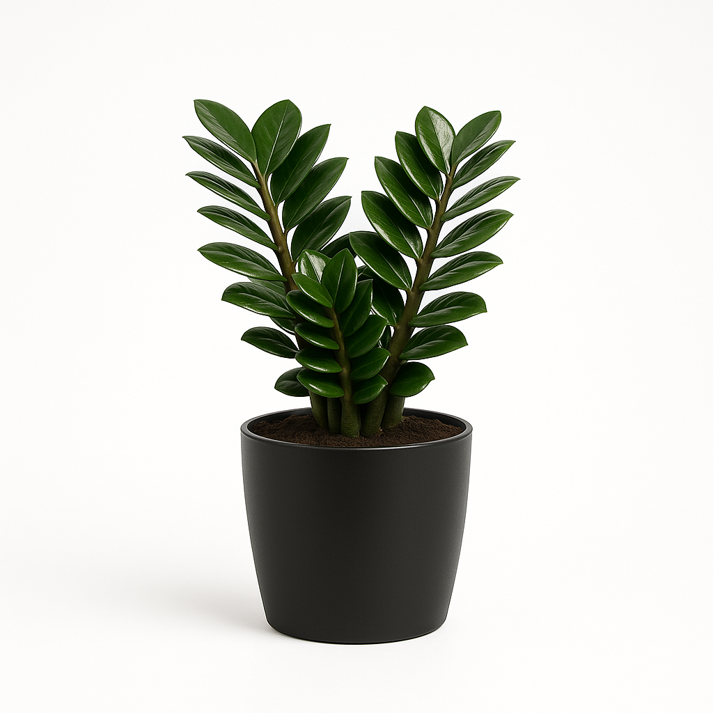 Zenzi Dwarf ZZ Plant – The Compact, Stylish & Ultra-Low-Maintenance In ...
