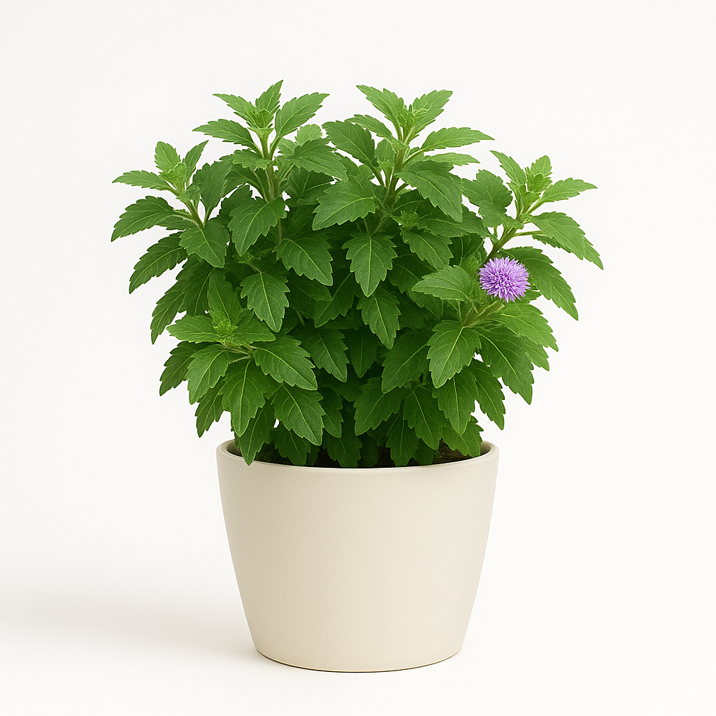 Kesavardhini Plant – The All-Purpose Ornamental & Medicinal Gem for Ho ...