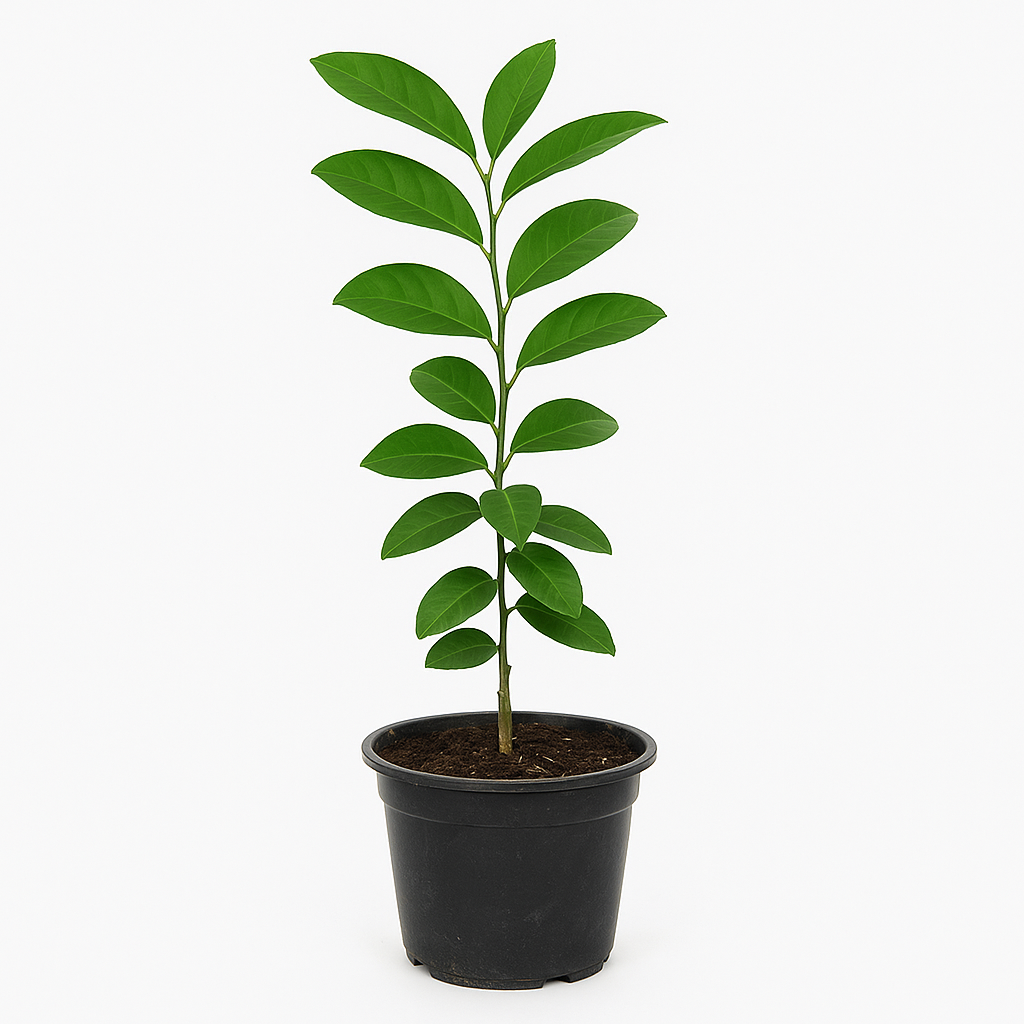 Ganapathi Lemon (Citrus Medica) – The Sacred Wild Lemon Plant of Keral ...