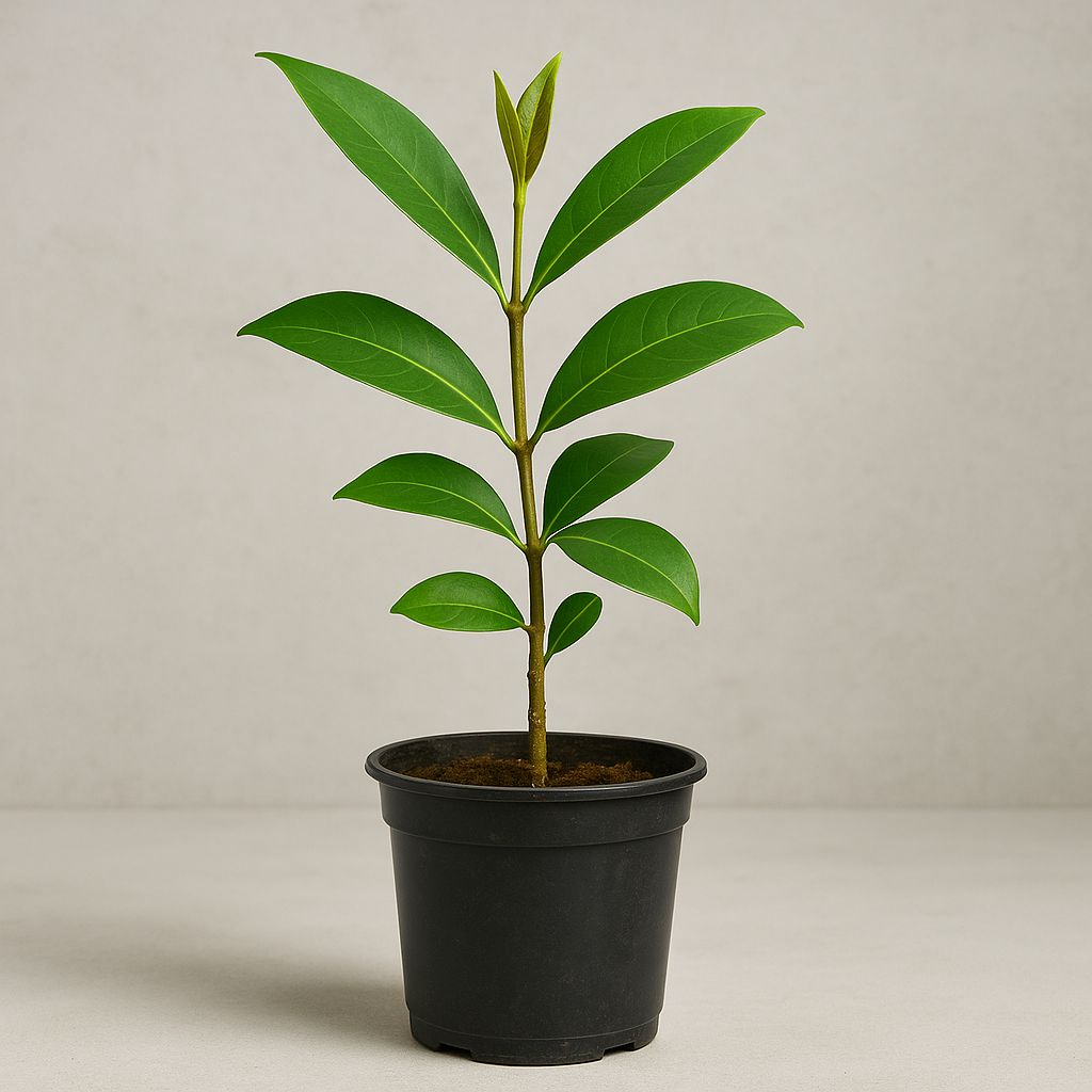 Tropical Malayan Apple (Syzygium malaccense) – Exotic Fruit Plant for ...