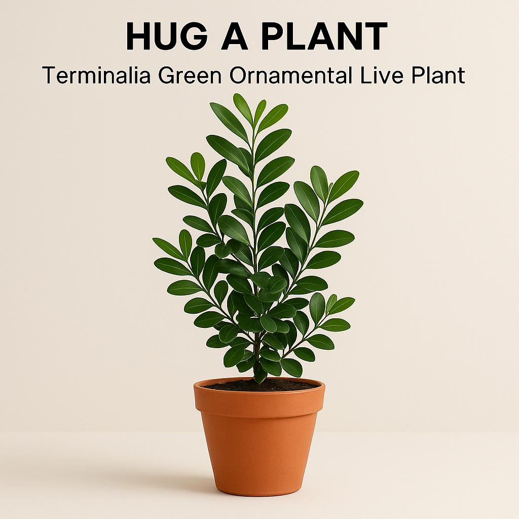 Terminalia Green Ornamental Plant – A Perfect Choice for Home & Landsc ...
