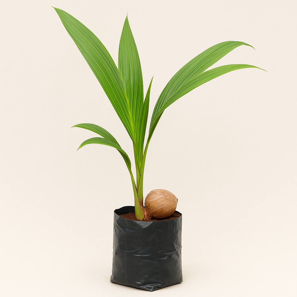 Kuttiyadi Coconut Tree (Srilankan Variety) – A Tropical Jewel for Ever ...