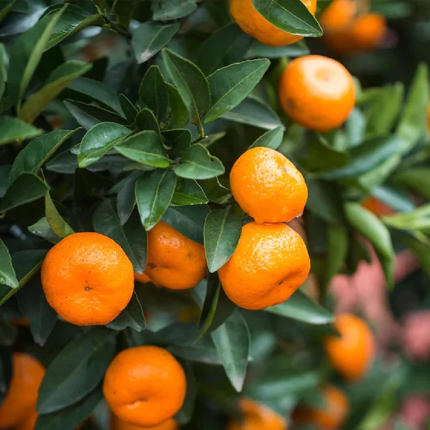 Bush Orange/Chinese Orange (Citrus sinensis) Fruit Live Plant (Home ...