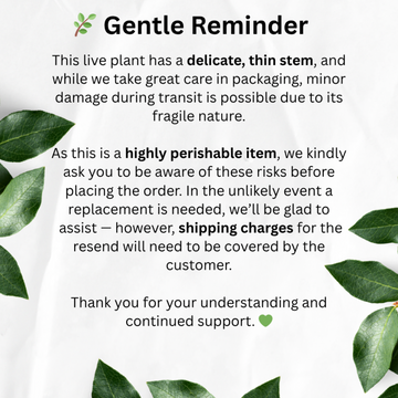 tinospora cordifolia medicinal uses