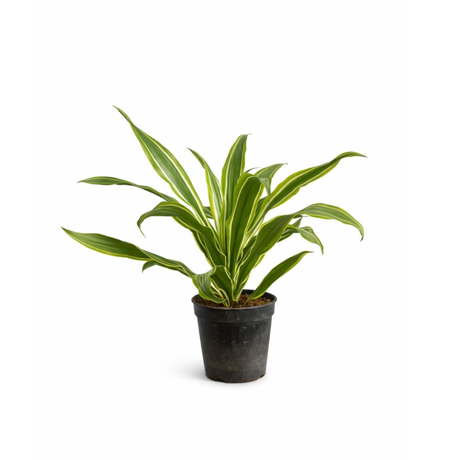 Dracaena Lemon Live Plant (Home & Garden) – Hug A Plant