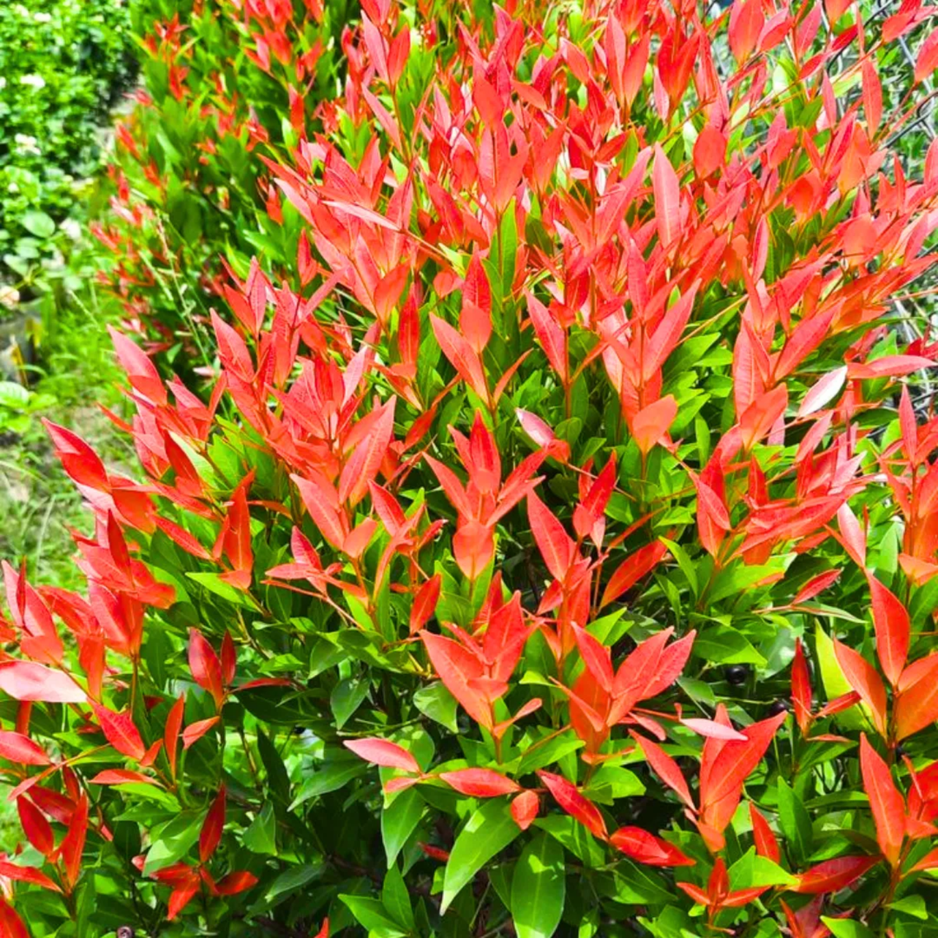 Lucky Bamboo for Homes & Offices – Care, Landscaping Uses & Global Exp ...